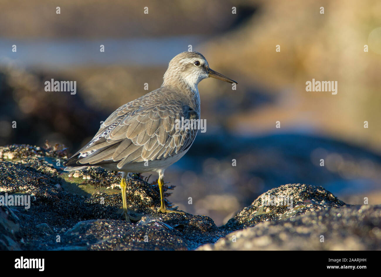 Red knots uk hi-res stock photography and images - Alamy