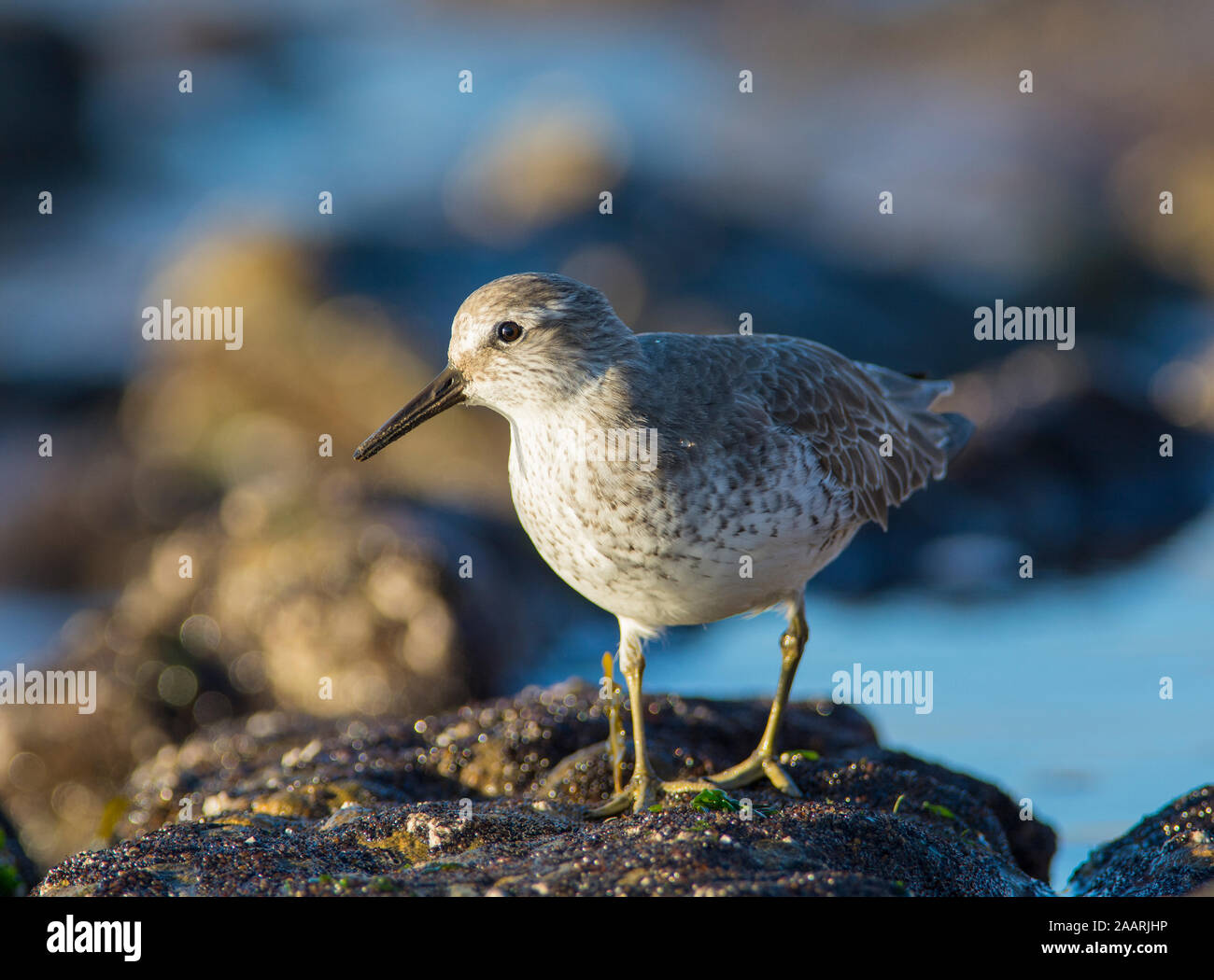 Red Knot (Calidris canutus) in winter plumage on the Yorkshire Coast ...
