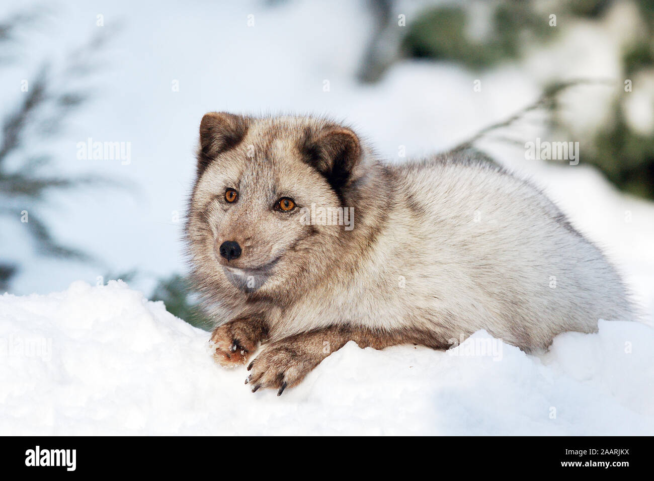 Eisfuchs, Polarfuchs (Alopex lagopus, Vulpes lagopus) Arctic Fox ï ...
