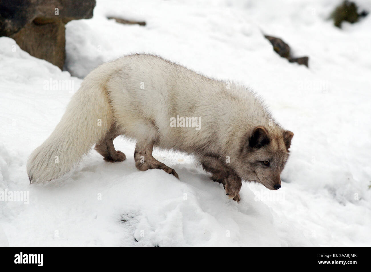 Eisfuchs, Polarfuchs (Alopex lagopus, Vulpes lagopus) Arctic Fox ï ...