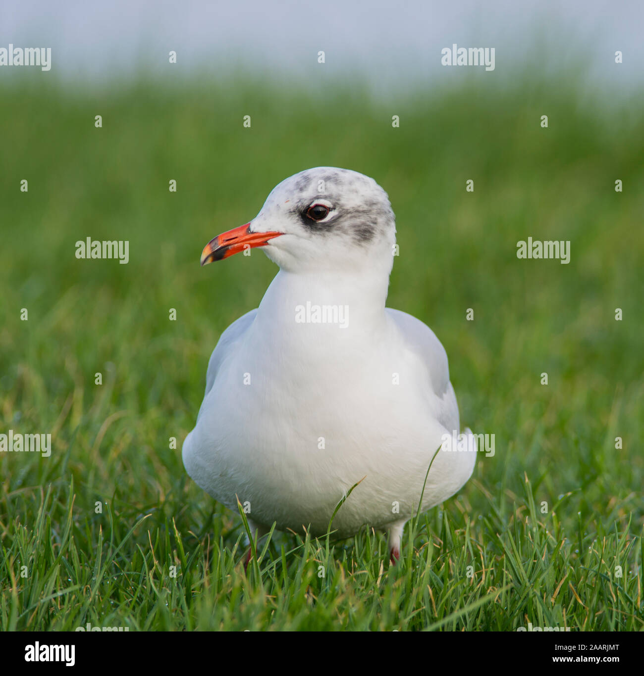 Mediterranean Gull (Larus melanocephalus) in winter plumage on a sunny ...