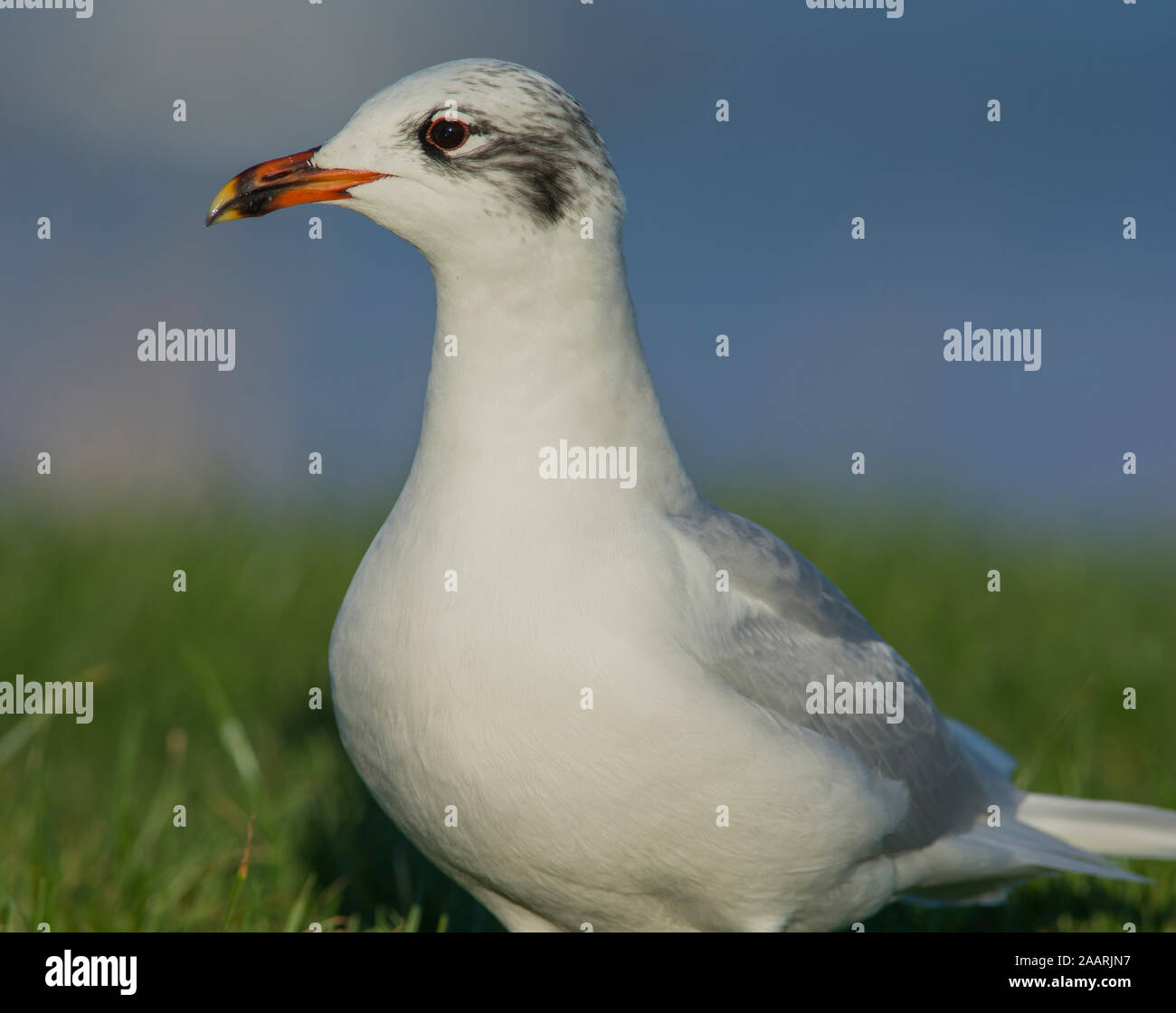 Med gulls hi-res stock photography and images - Alamy