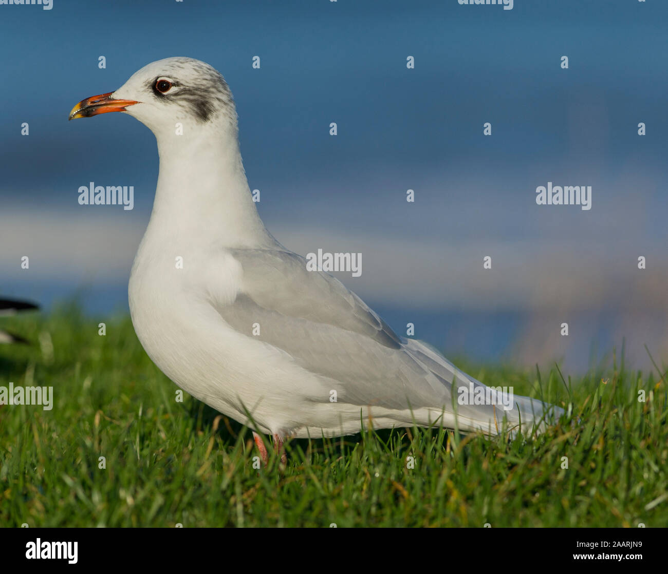 Mediterranean Gull (Larus melanocephalus) in winter plumage on a sunny ...