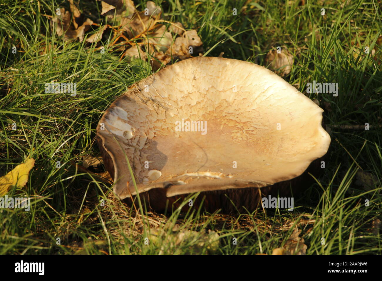 Huge toadstool in the grass Stock Photo - Alamy