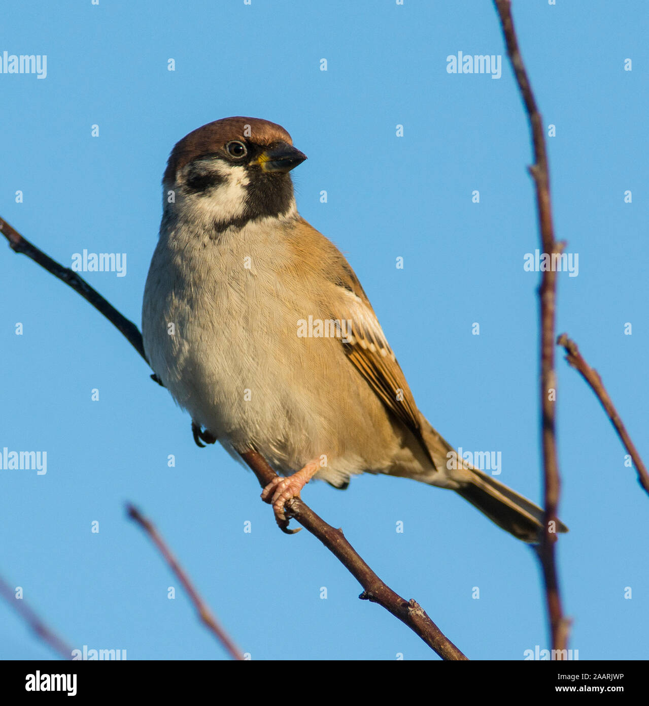 Eurasian Tree Sparrow (Passer montanus) in the sun with a blue sky ...