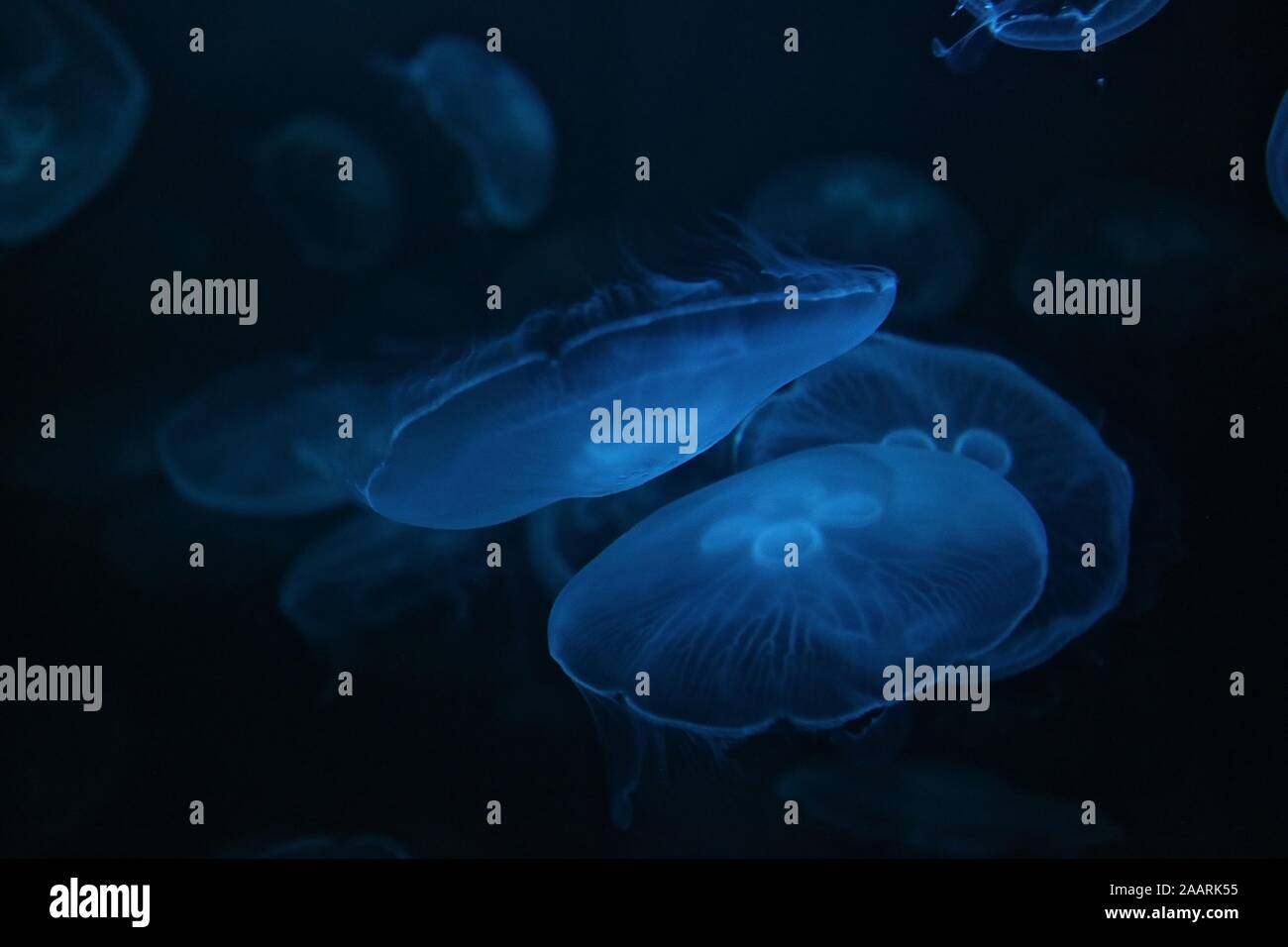 Aurelia aurita is a widely studied species of the genus Aurelia. All ...