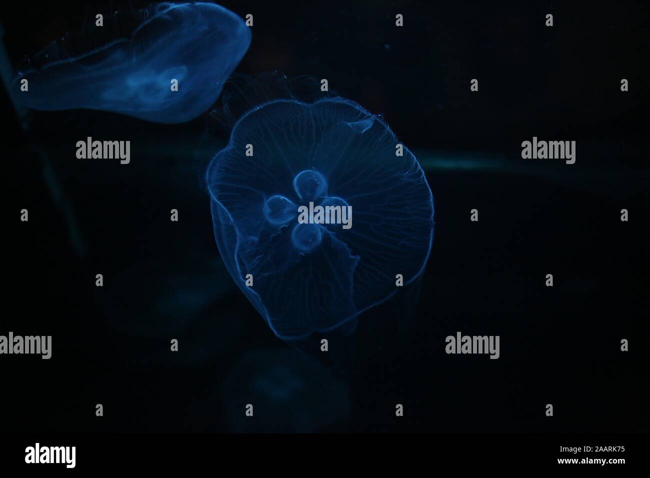 Aurelia aurita is a widely studied species of the genus Aurelia. All ...