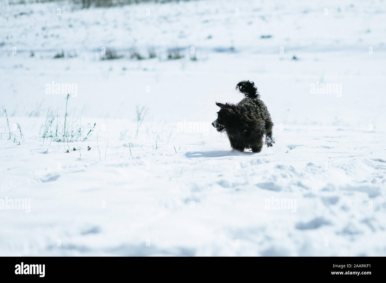Animals Covered In Snow