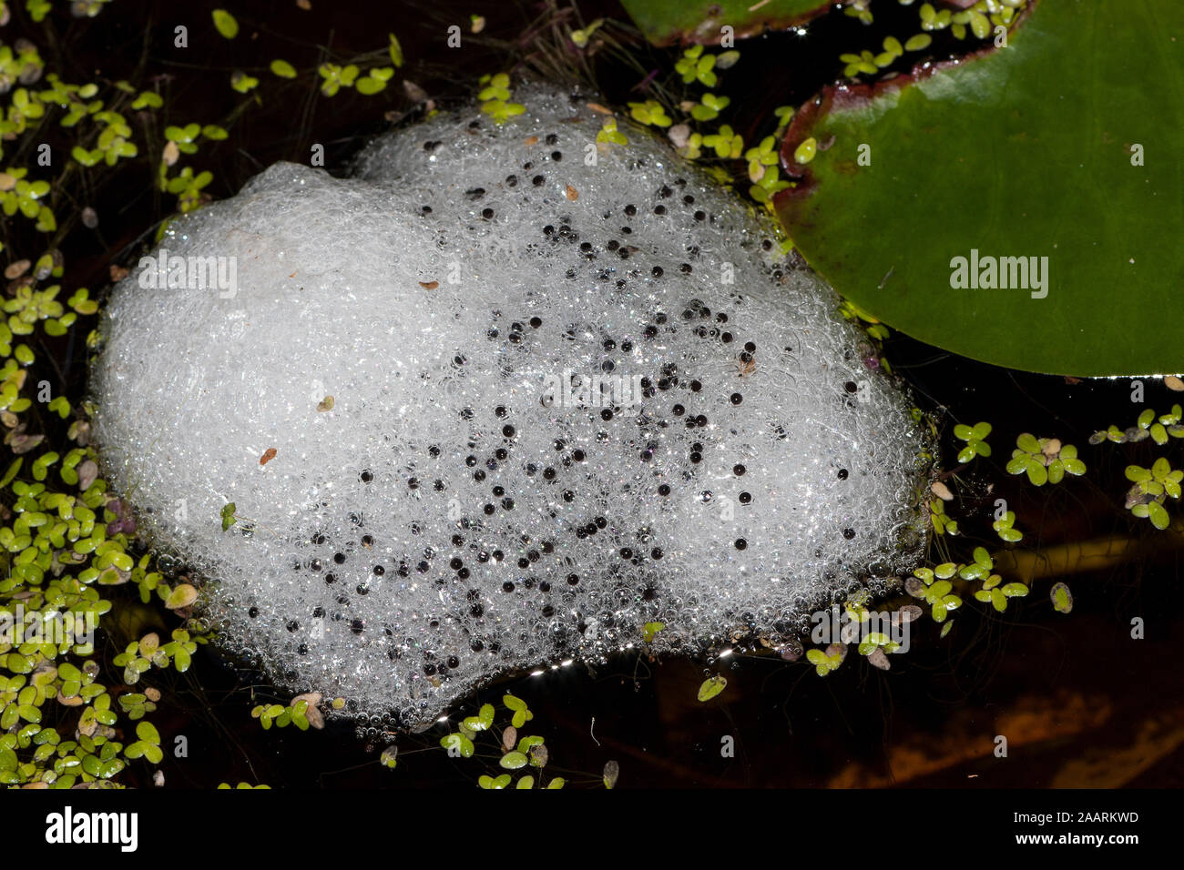 Frog eggs australia hi-res stock photography and images - Alamy