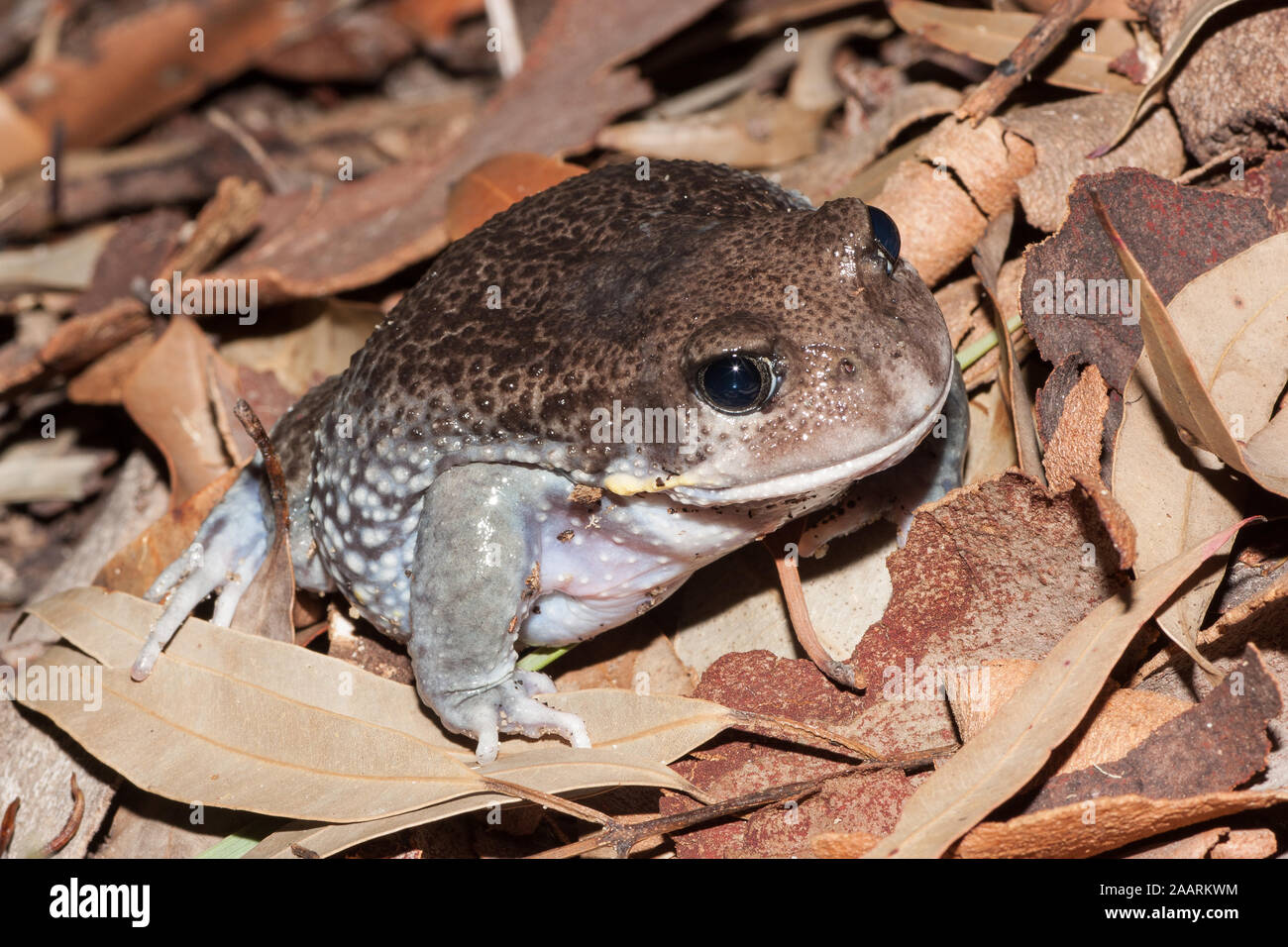 Burrowing frog hi-res stock photography and images - Alamy