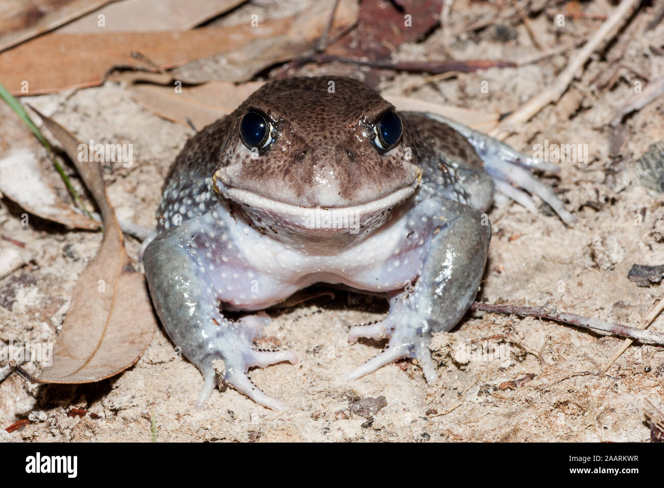 Giant Burrowing Frog Stock Photo - Alamy