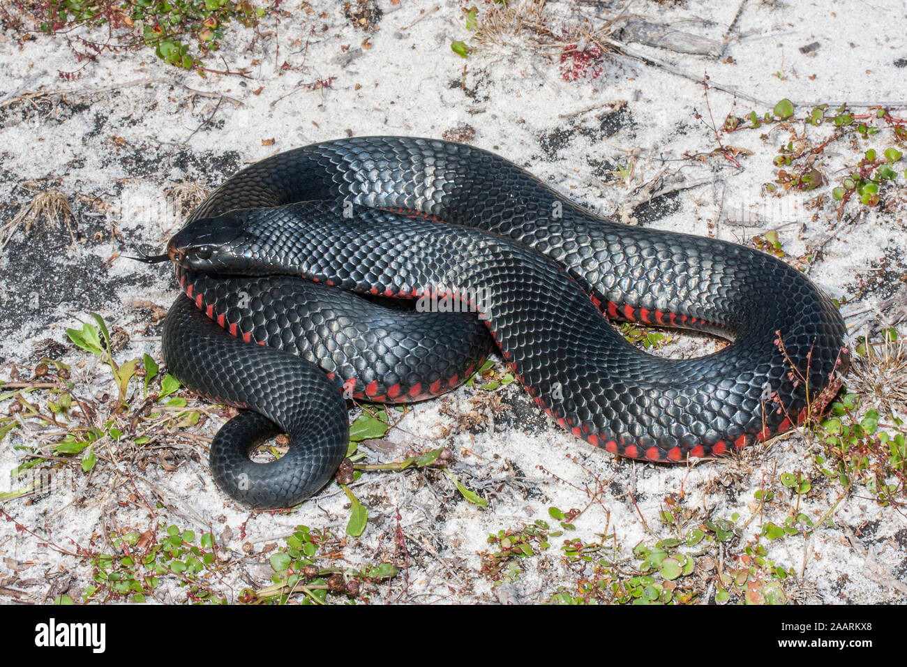 Pseudechis porphyriacus hi-res stock photography and images - Alamy