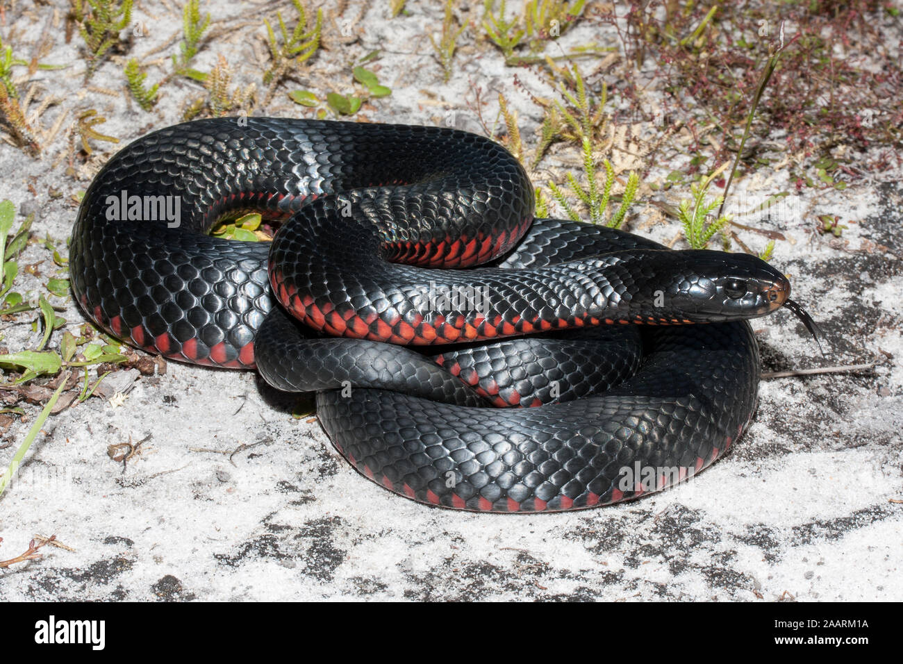 Red And Black Snakes