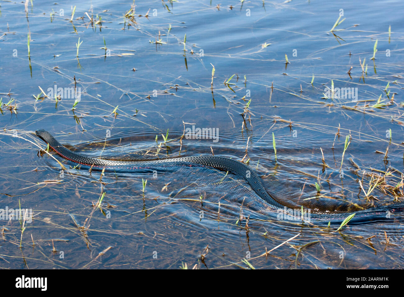Red-bellied Black Snake swimming across pond Stock Photo - Alamy