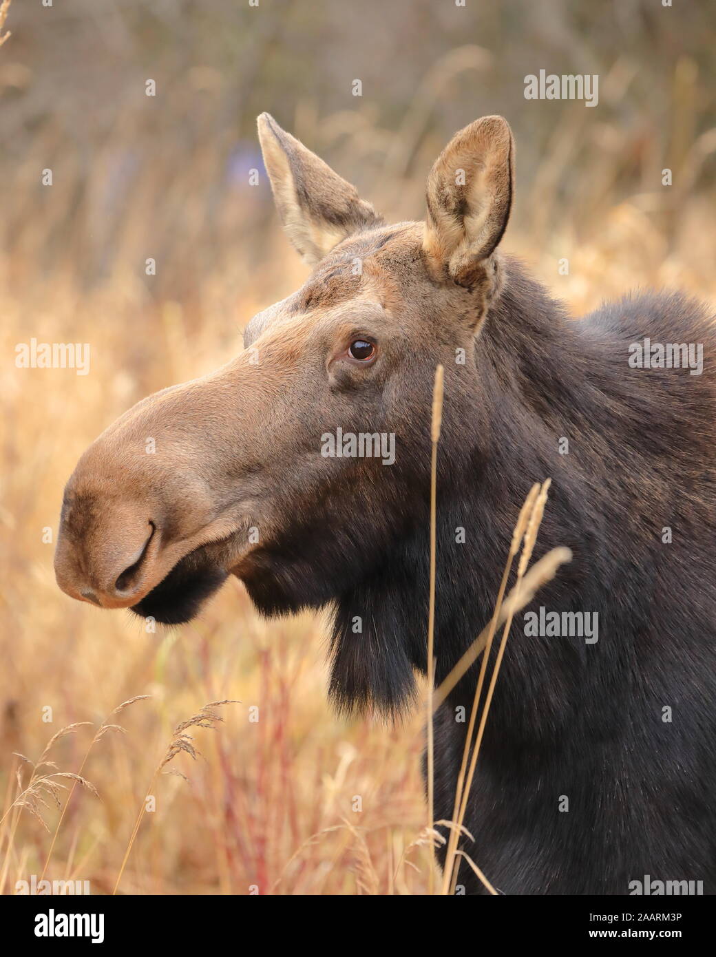 Cow moose profile portrait in the grass Stock Photo - Alamy