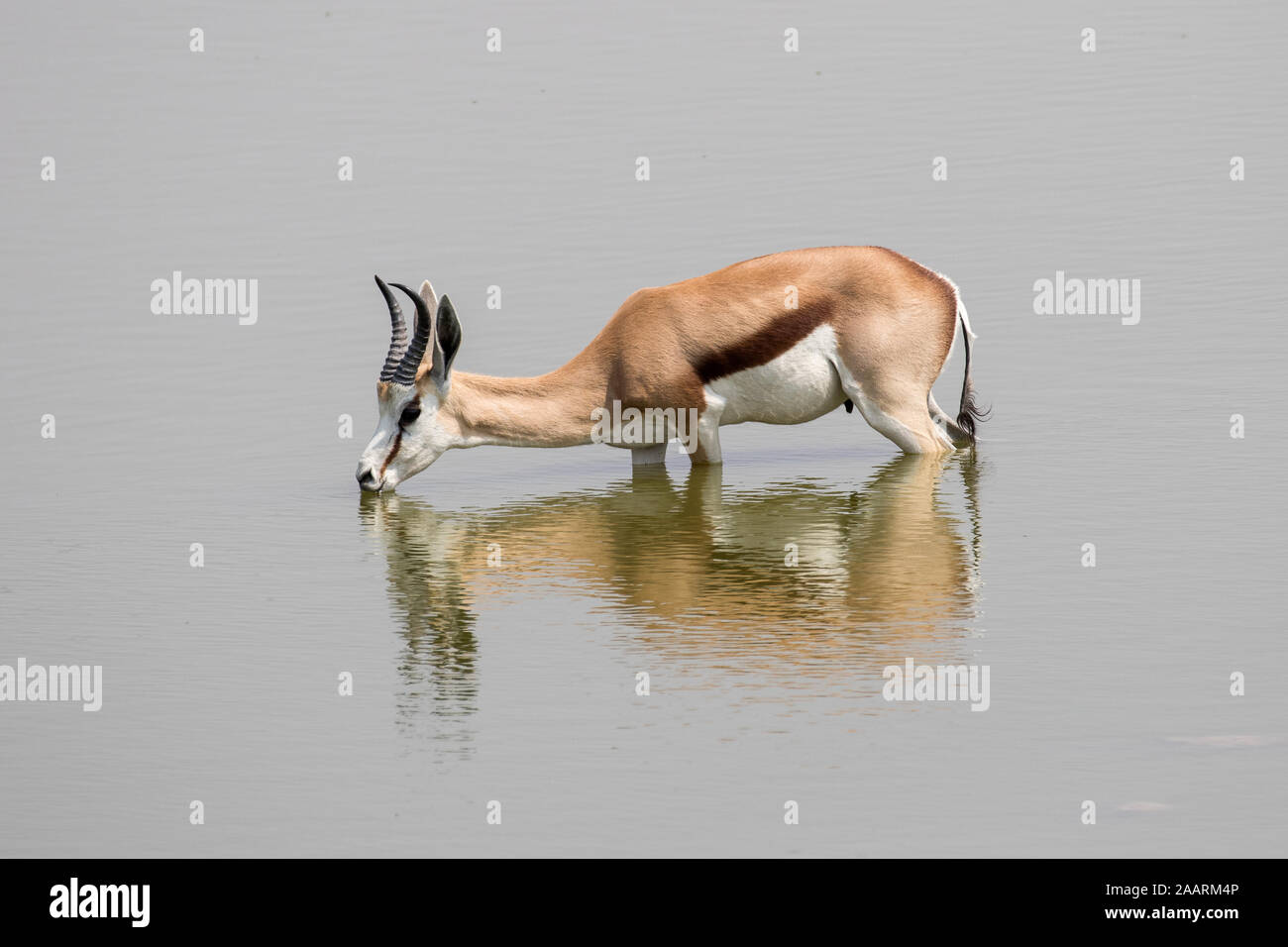 Springbok drinking in water hi-res stock photography and images - Alamy