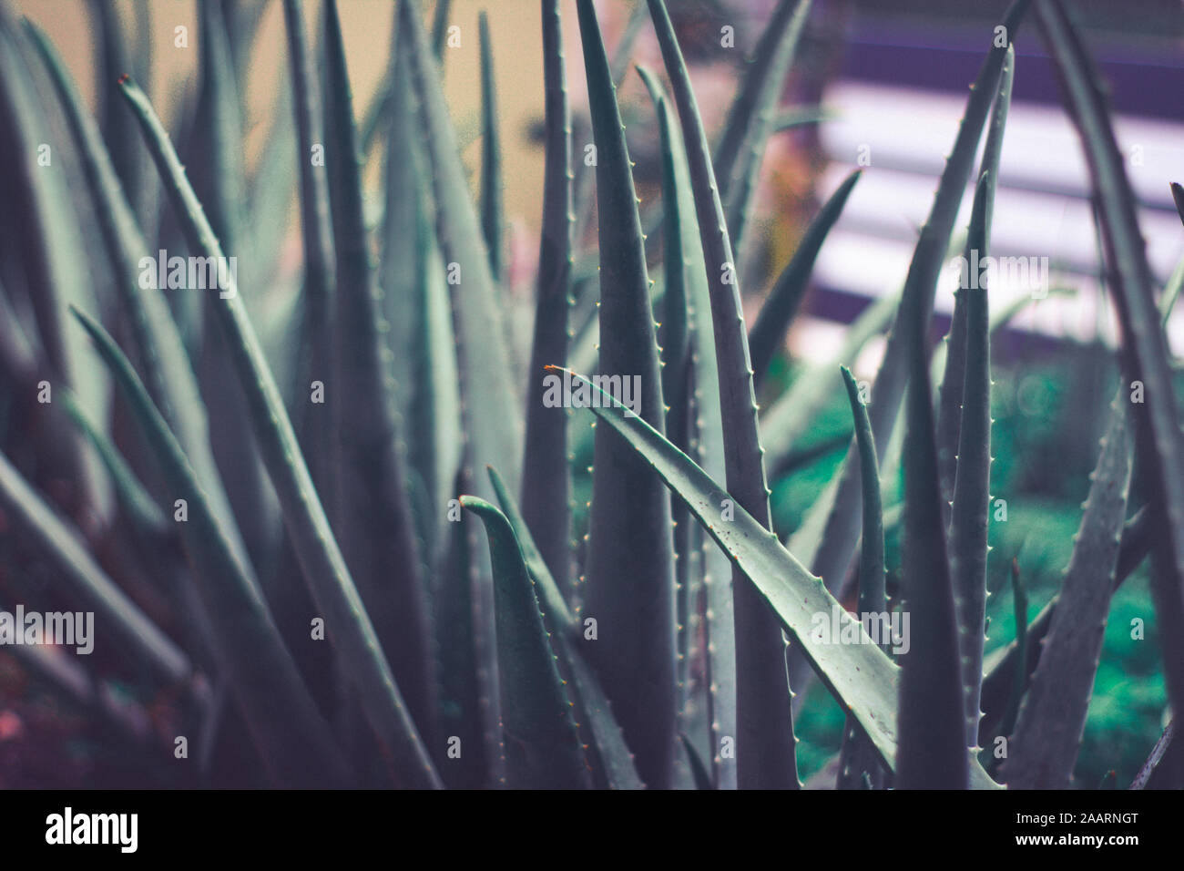 Detail photograph of some aloe vera green plants Stock Photo - Alamy