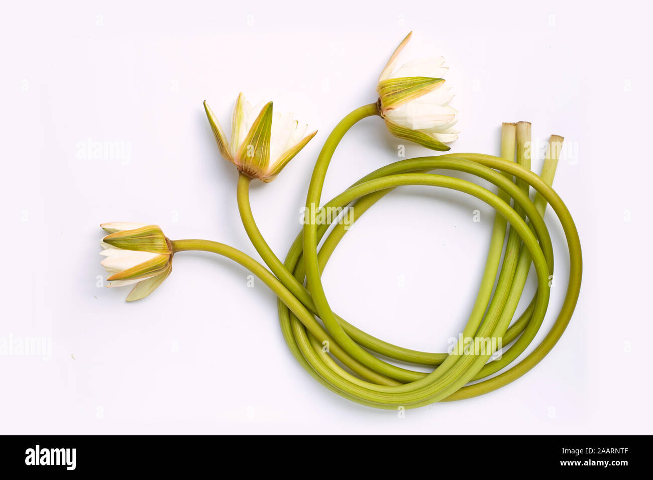 Green lotus stem with blooming white fower on white background. Lotus ...