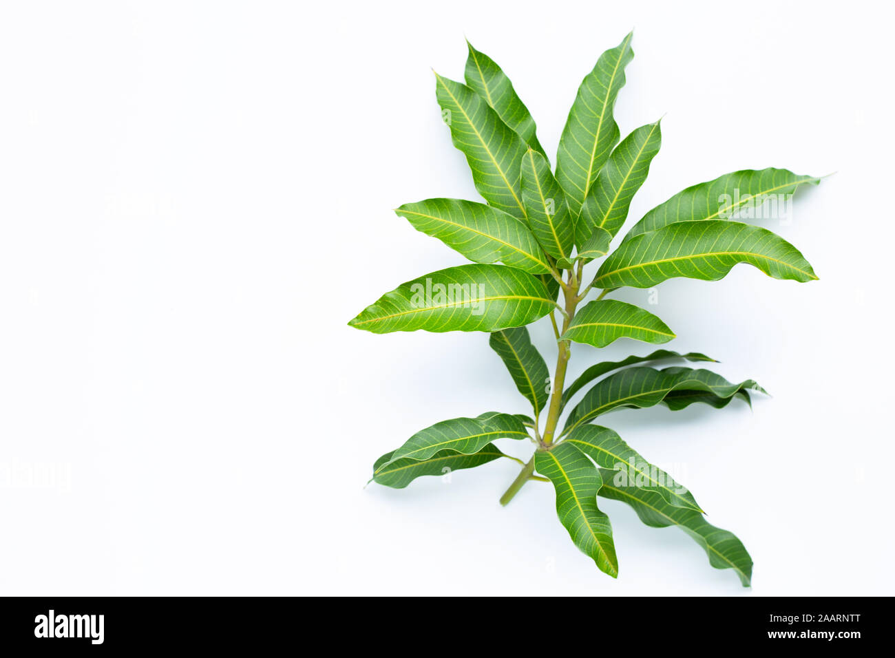 Mango leaves on white background. Copy space Stock Photo - Alamy