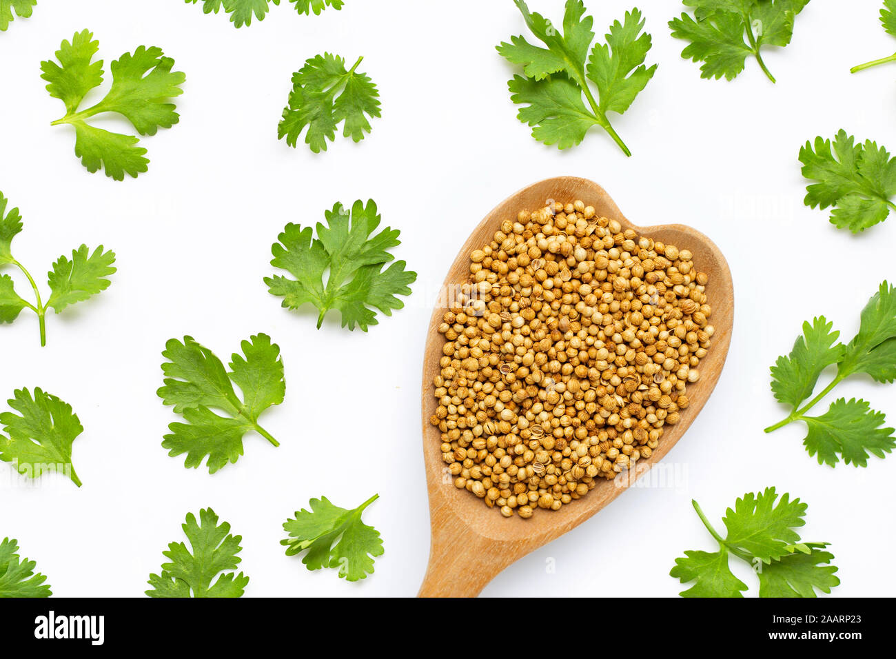 Coriander seeds with fresh leaves isolated on white background Stock ...
