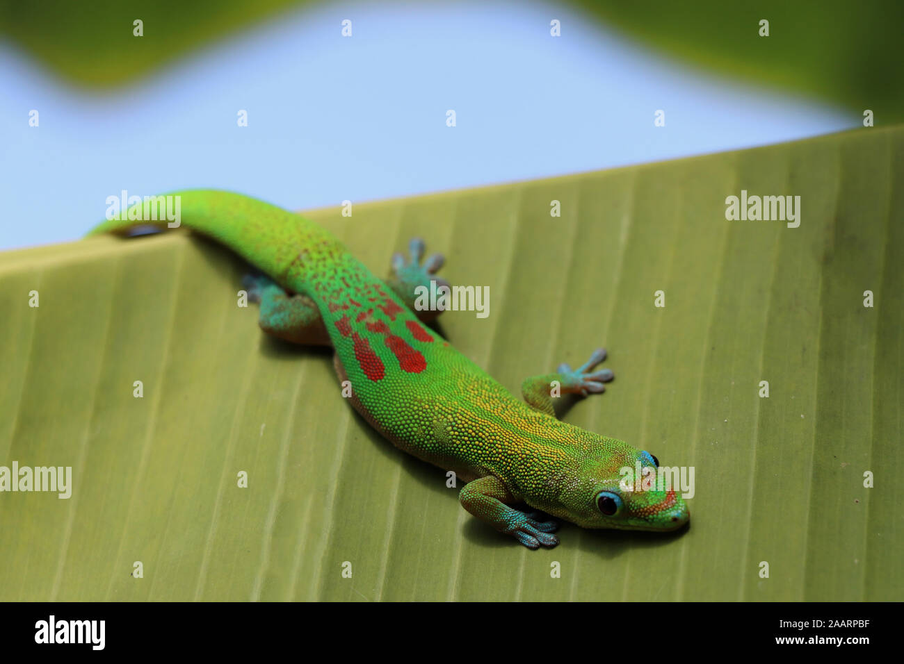 small green lizard in Hawaii Stock Photo - Alamy