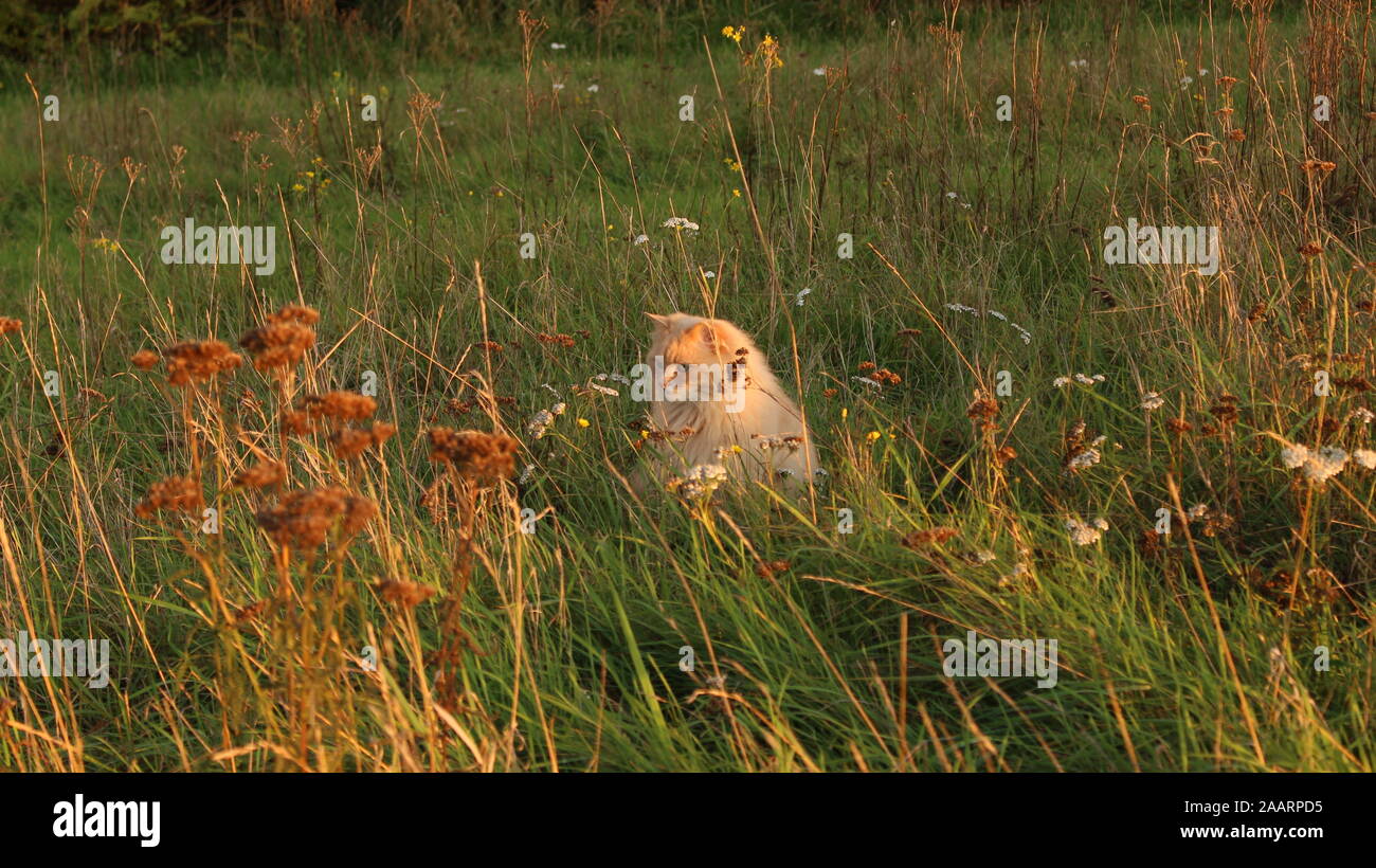 Wallpaper cat lover hi-res stock photography and images - Alamy