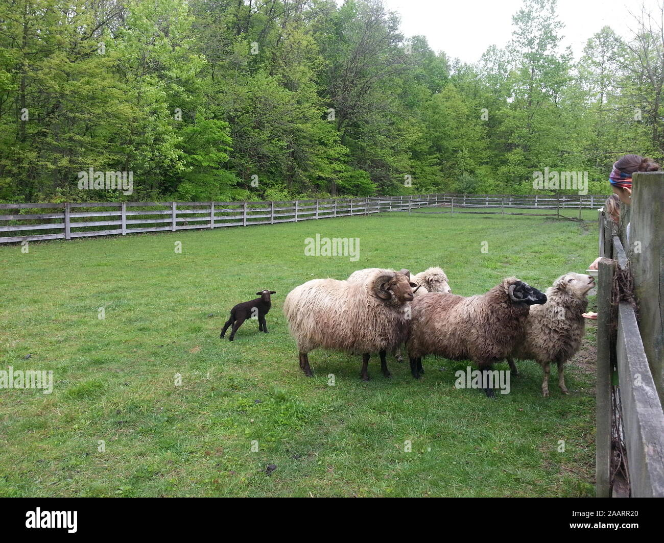 Sheep and Chicken in Pasture Stock Photo - Alamy