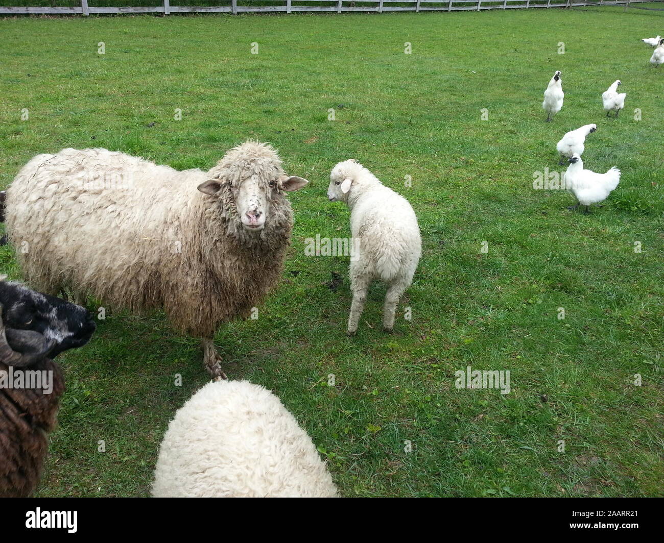 Sheep and Chicken in Pasture Stock Photo - Alamy