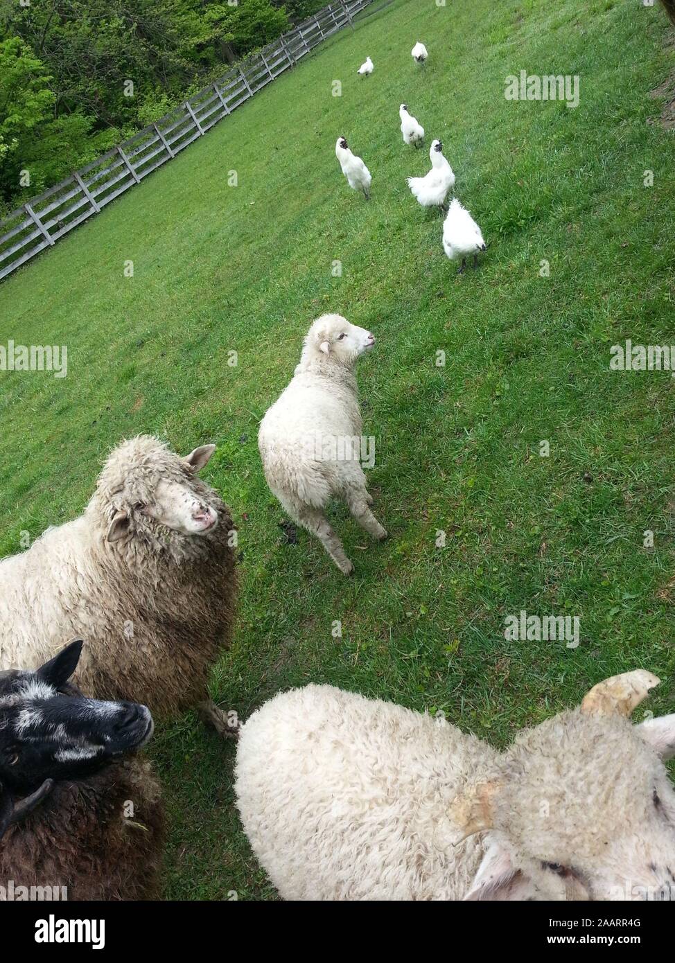 Sheep and Chicken in Pasture Stock Photo - Alamy