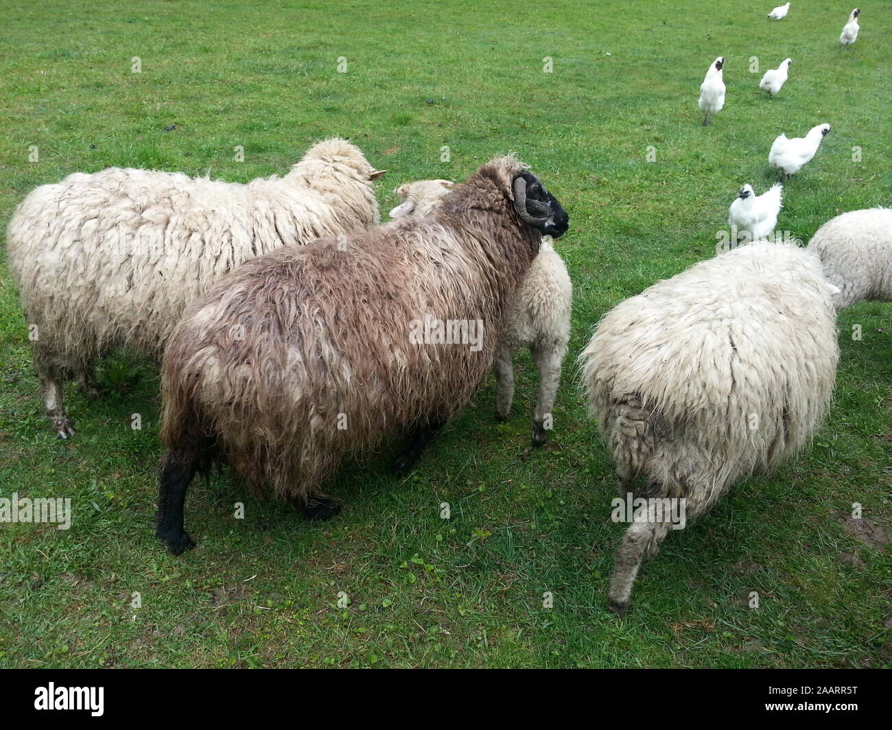 Sheep and Chicken in Pasture Stock Photo - Alamy