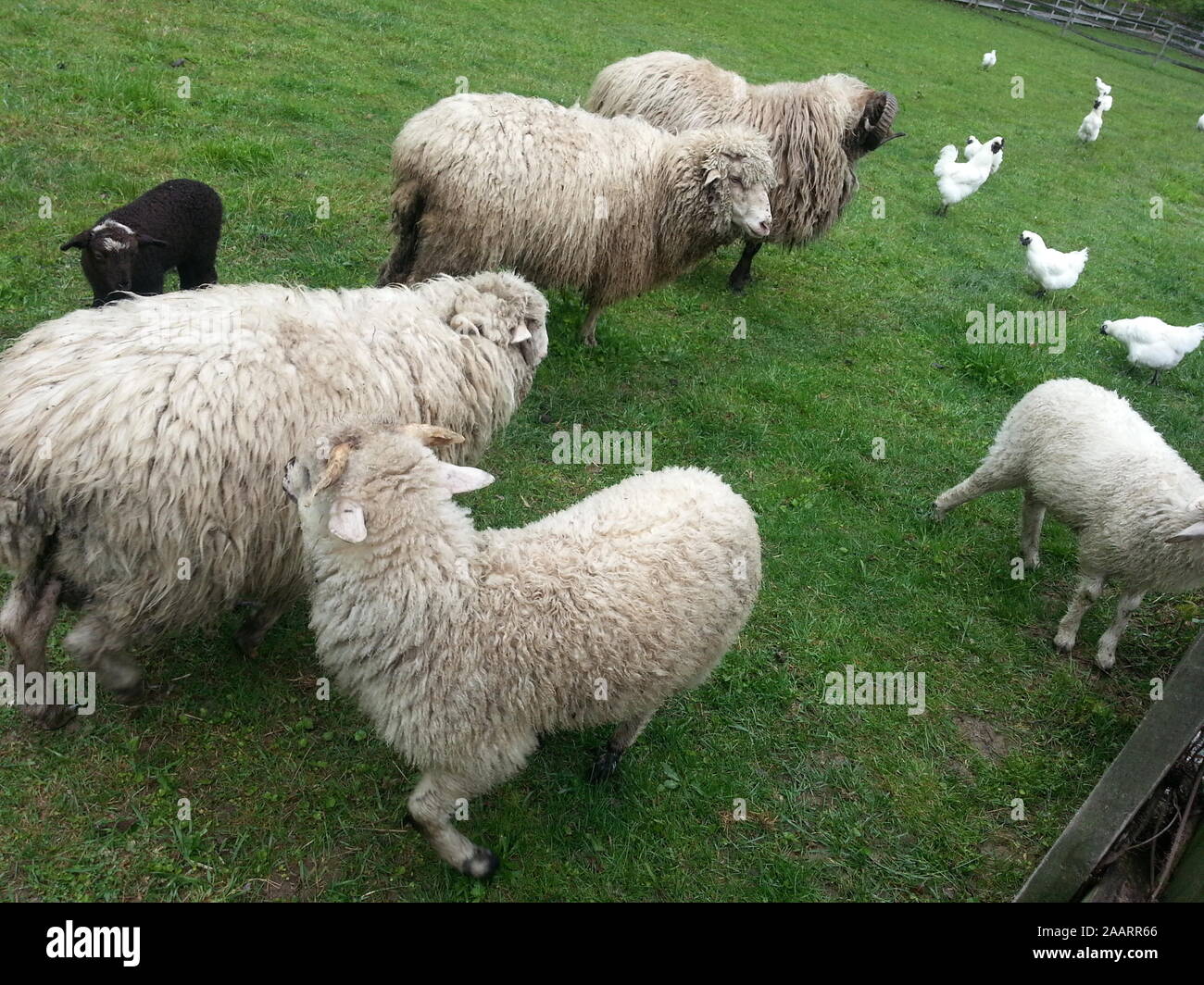 Sheep and Chicken in Pasture Stock Photo - Alamy
