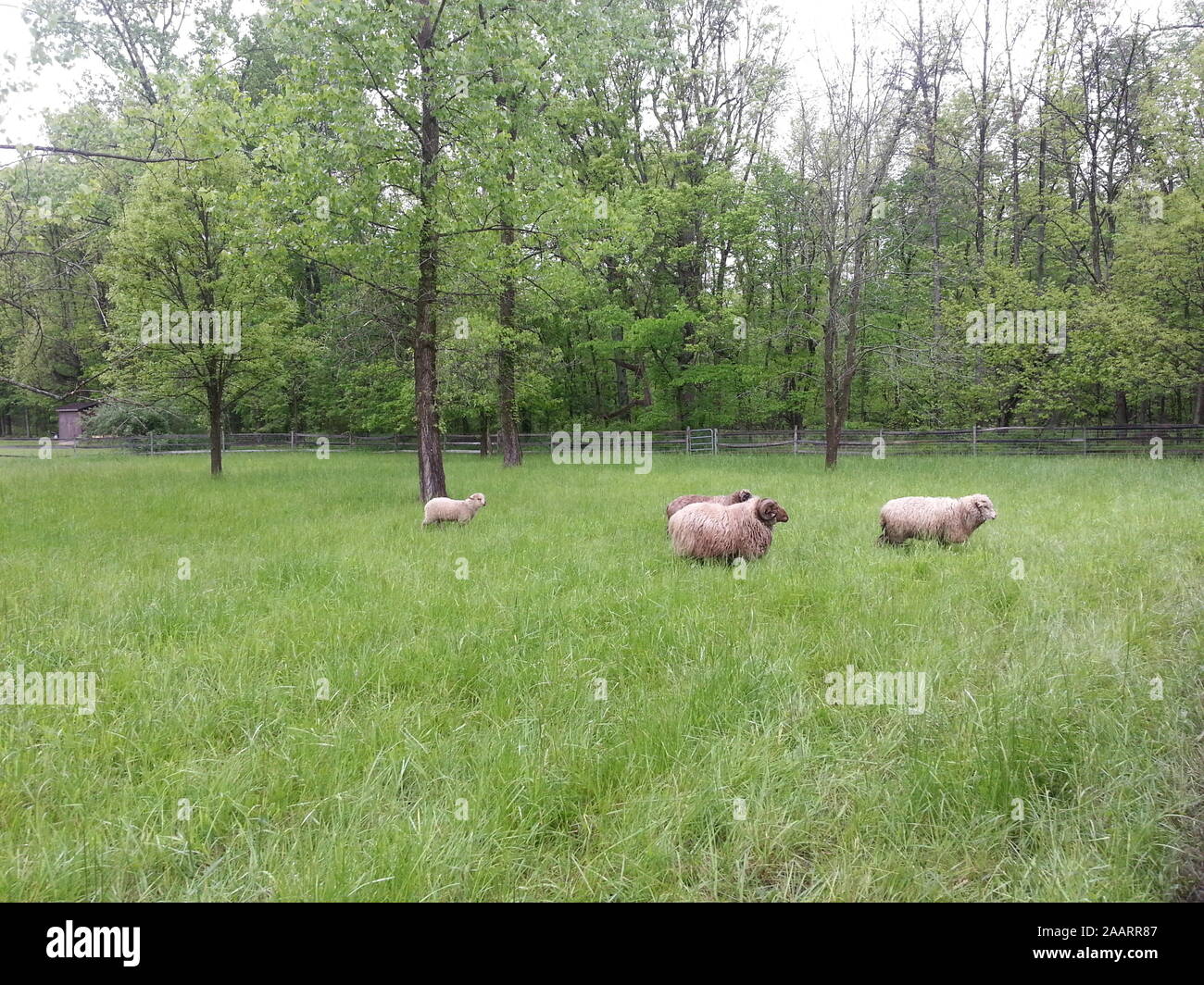 Sheep and Chicken in Pasture Stock Photo - Alamy
