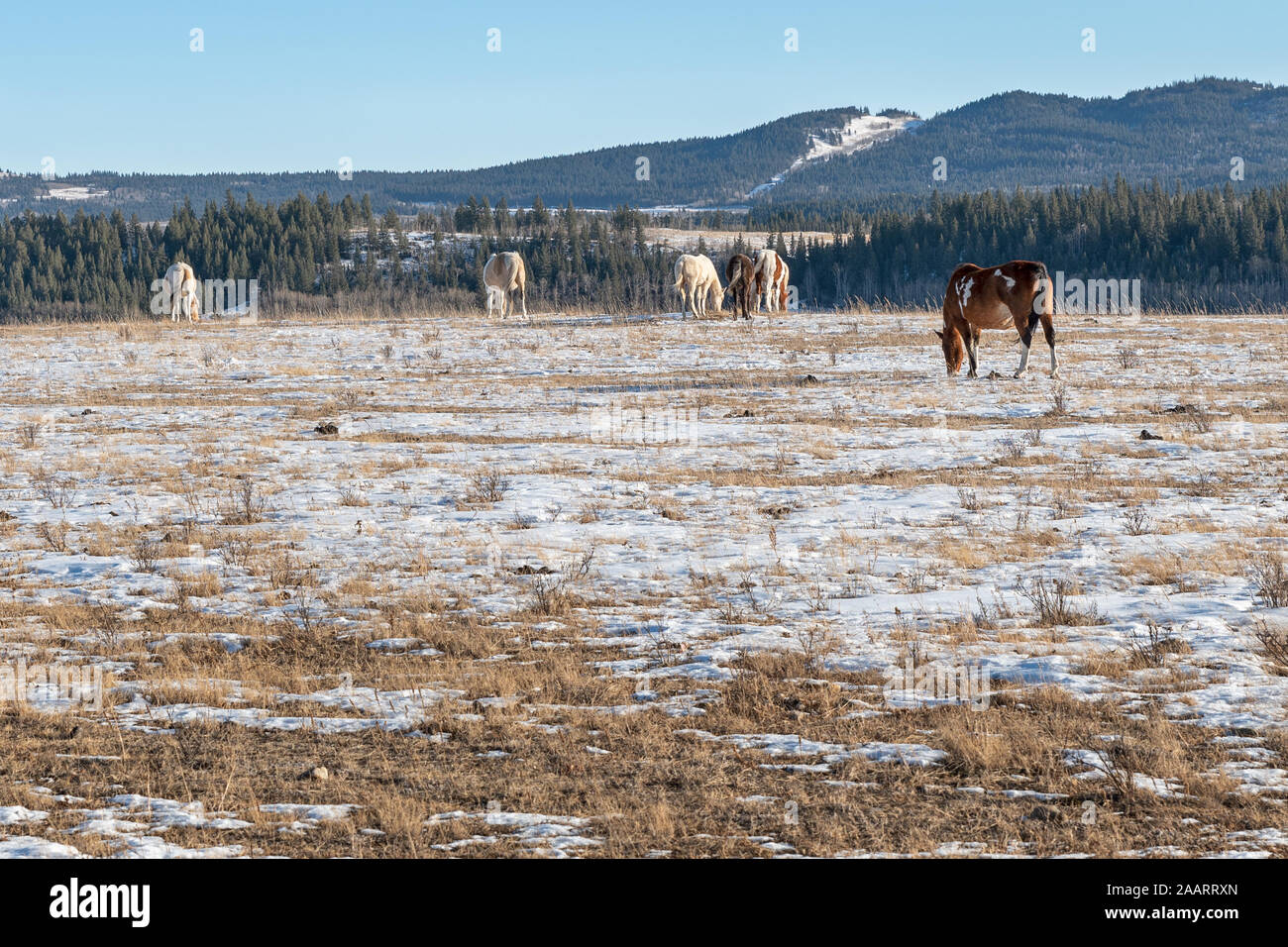 Horses on the Stoney Indian Reserve at Morley, Alberta, Canada Stock ...