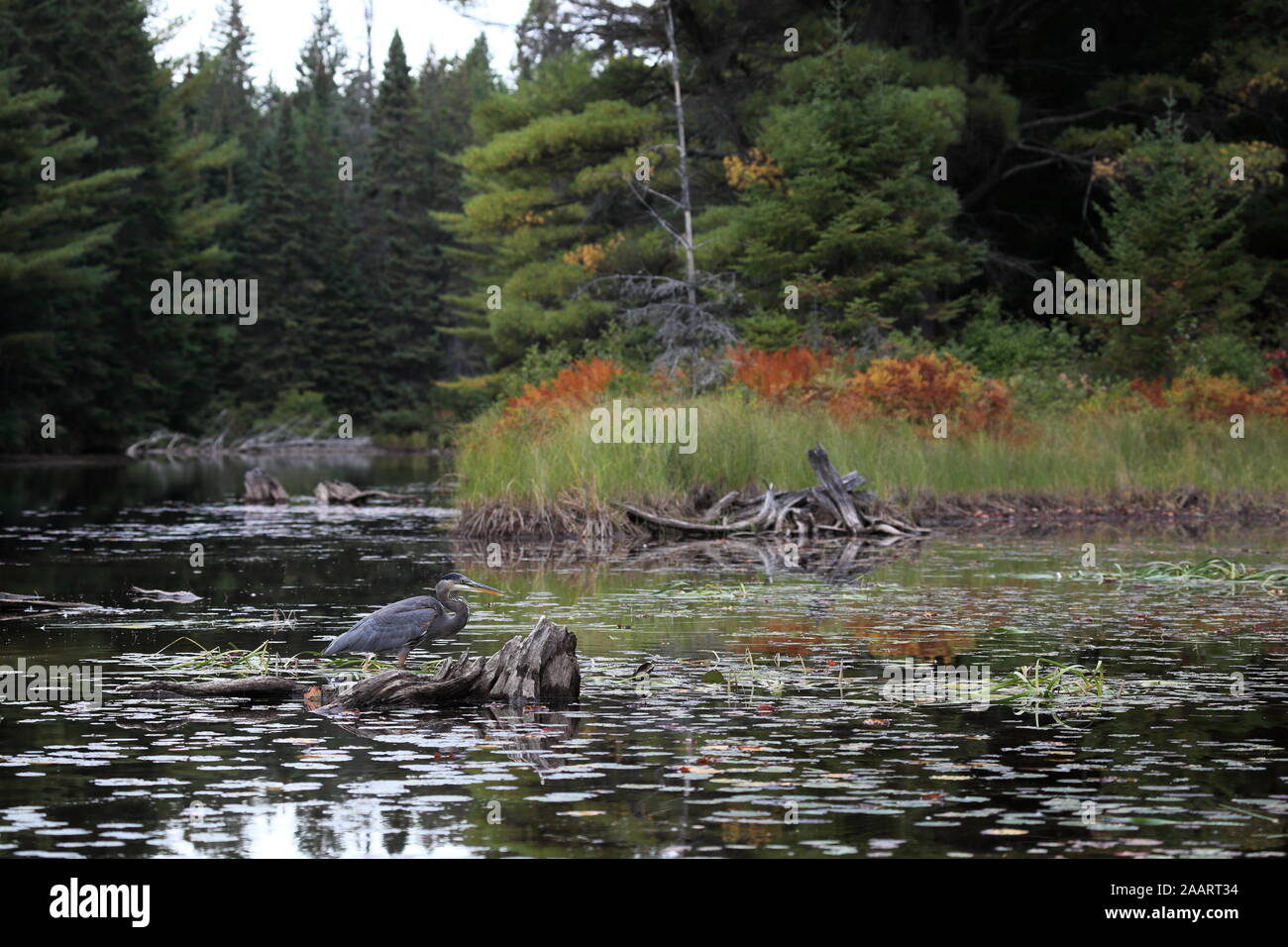 18 species hi-res stock photography and images - Alamy