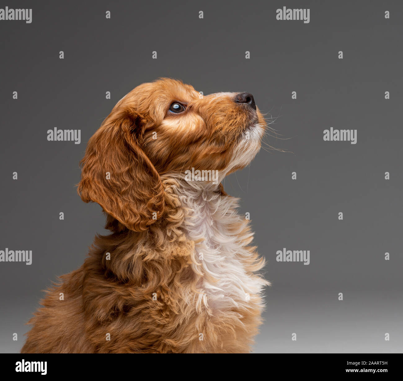Cockapoo Side View High Resolution Stock Photography and Images - Alamy