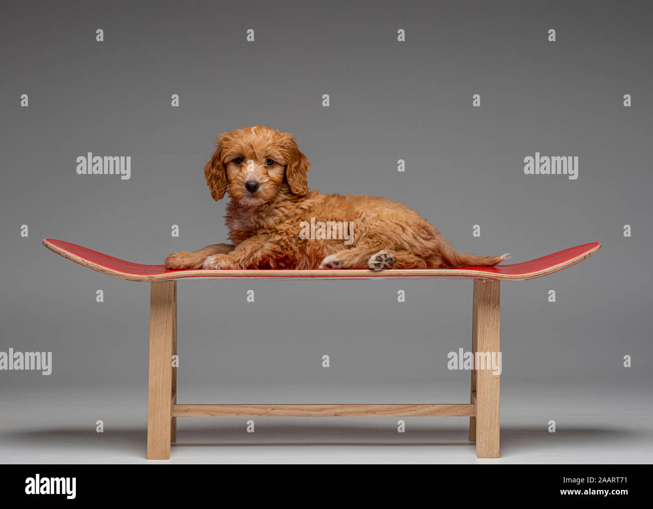 Cockapoo Side View High Resolution Stock Photography and Images - Alamy