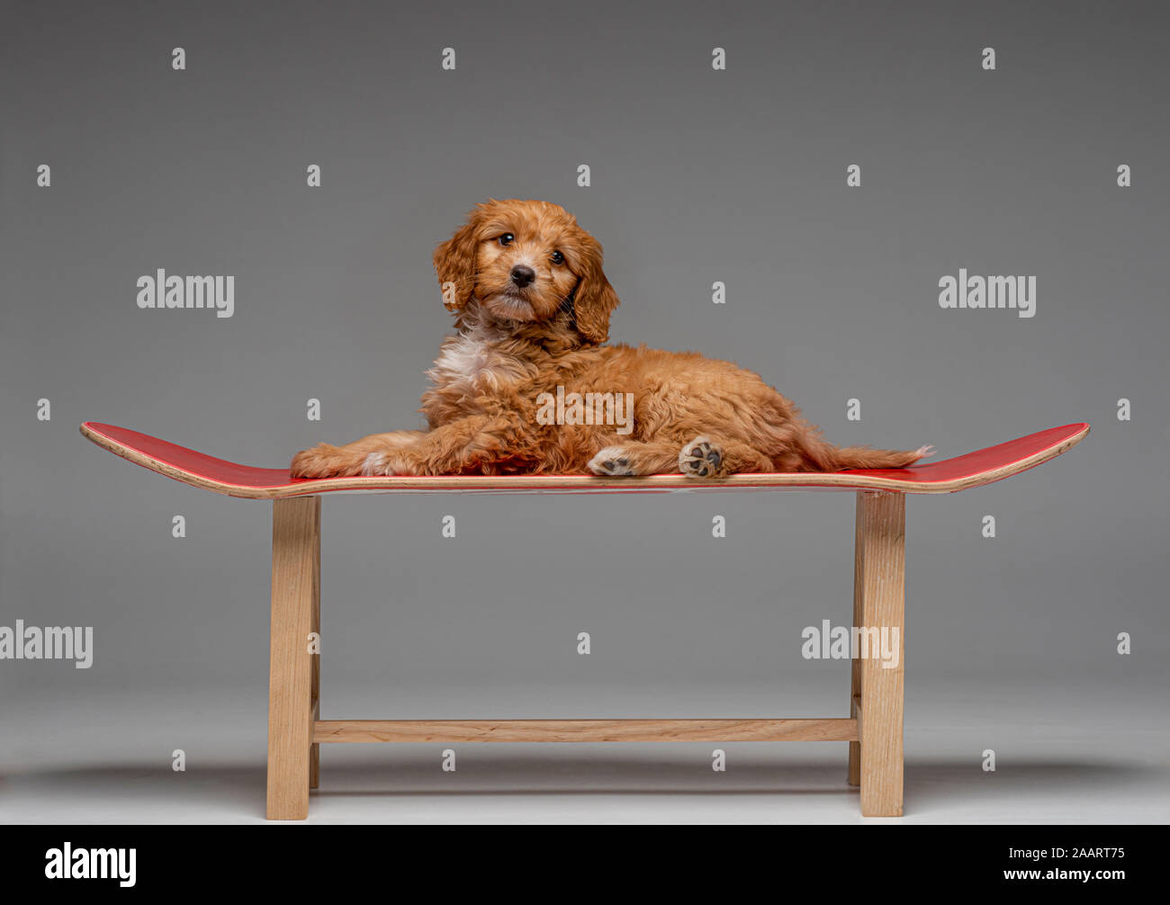 Cockapoo Side View High Resolution Stock Photography and Images - Alamy