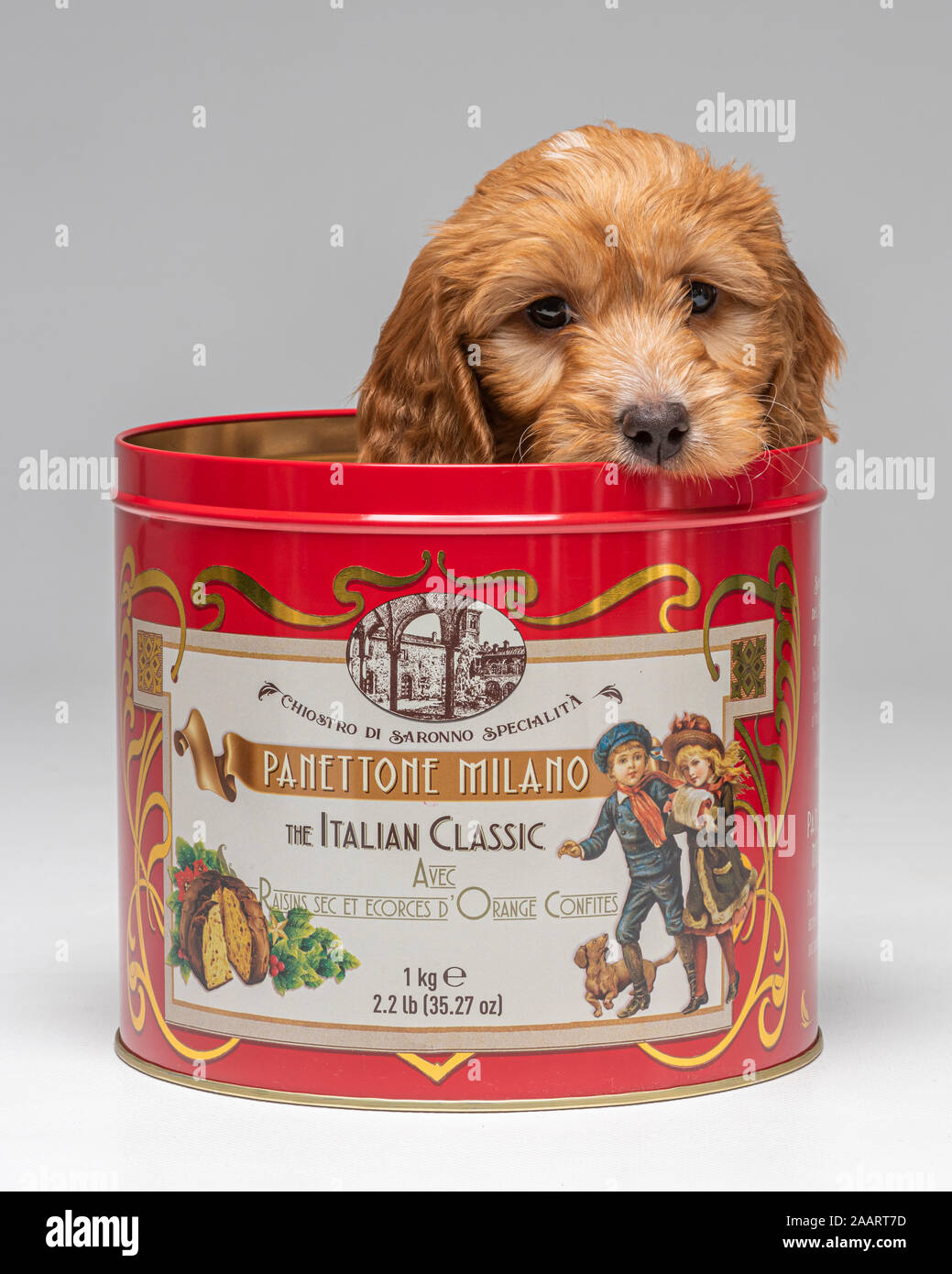 Cockapoo puppy in Italian Panettone tin Stock Photo - Alamy