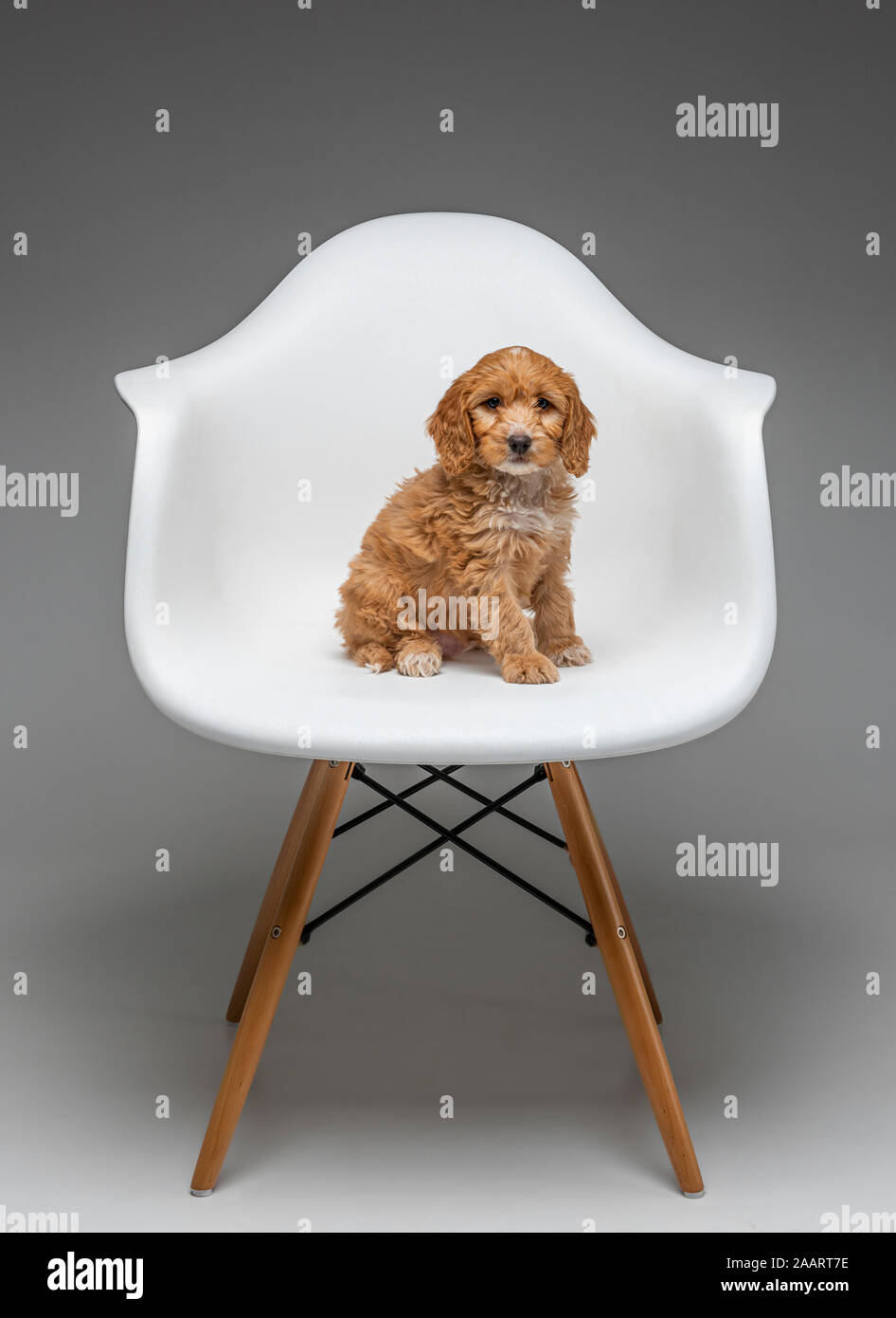 Apricot Cockapoo puppy in white Eames chair Stock Photo - Alamy
