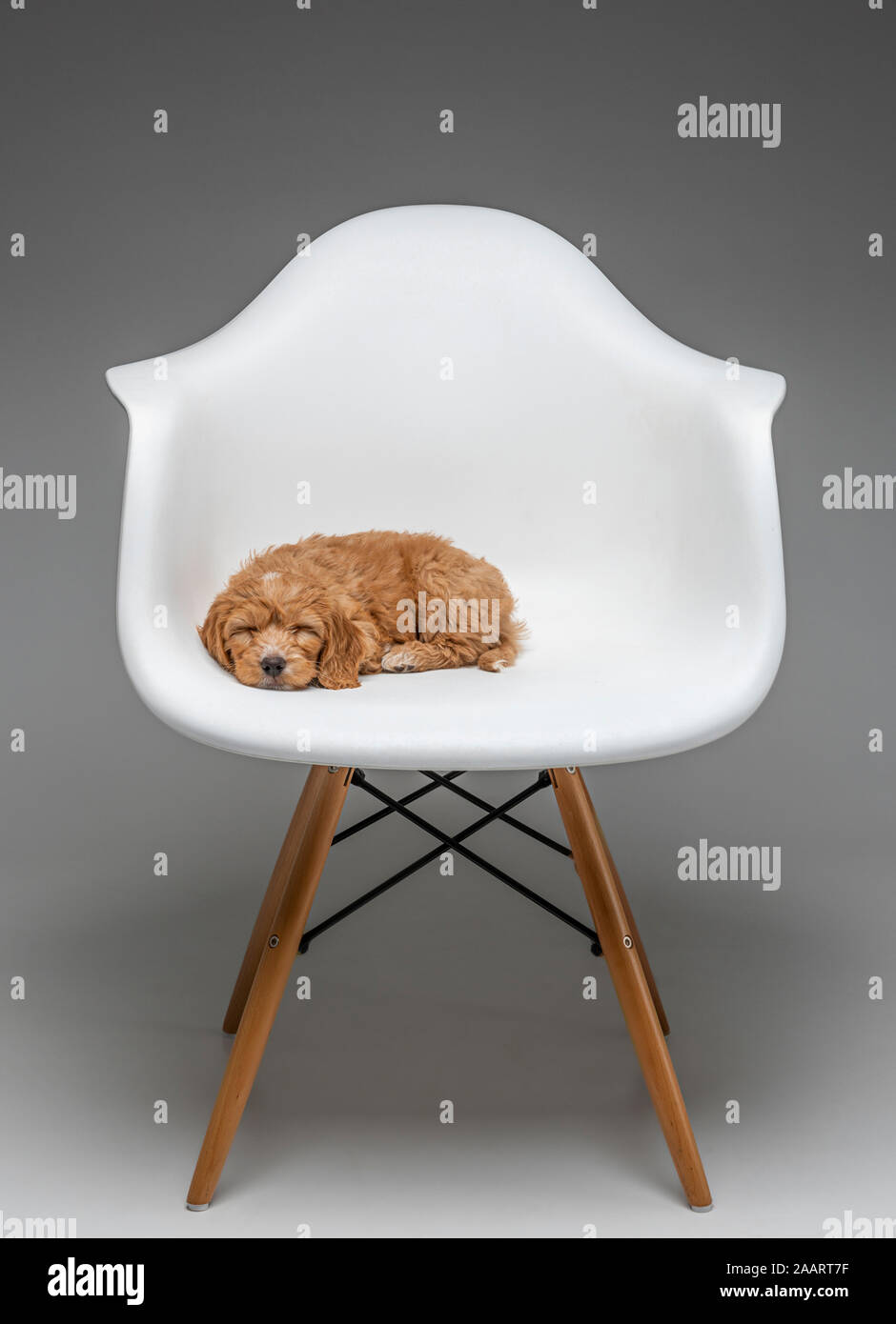 Sleeping cockerpoo puppy hi-res stock photography and images - Alamy