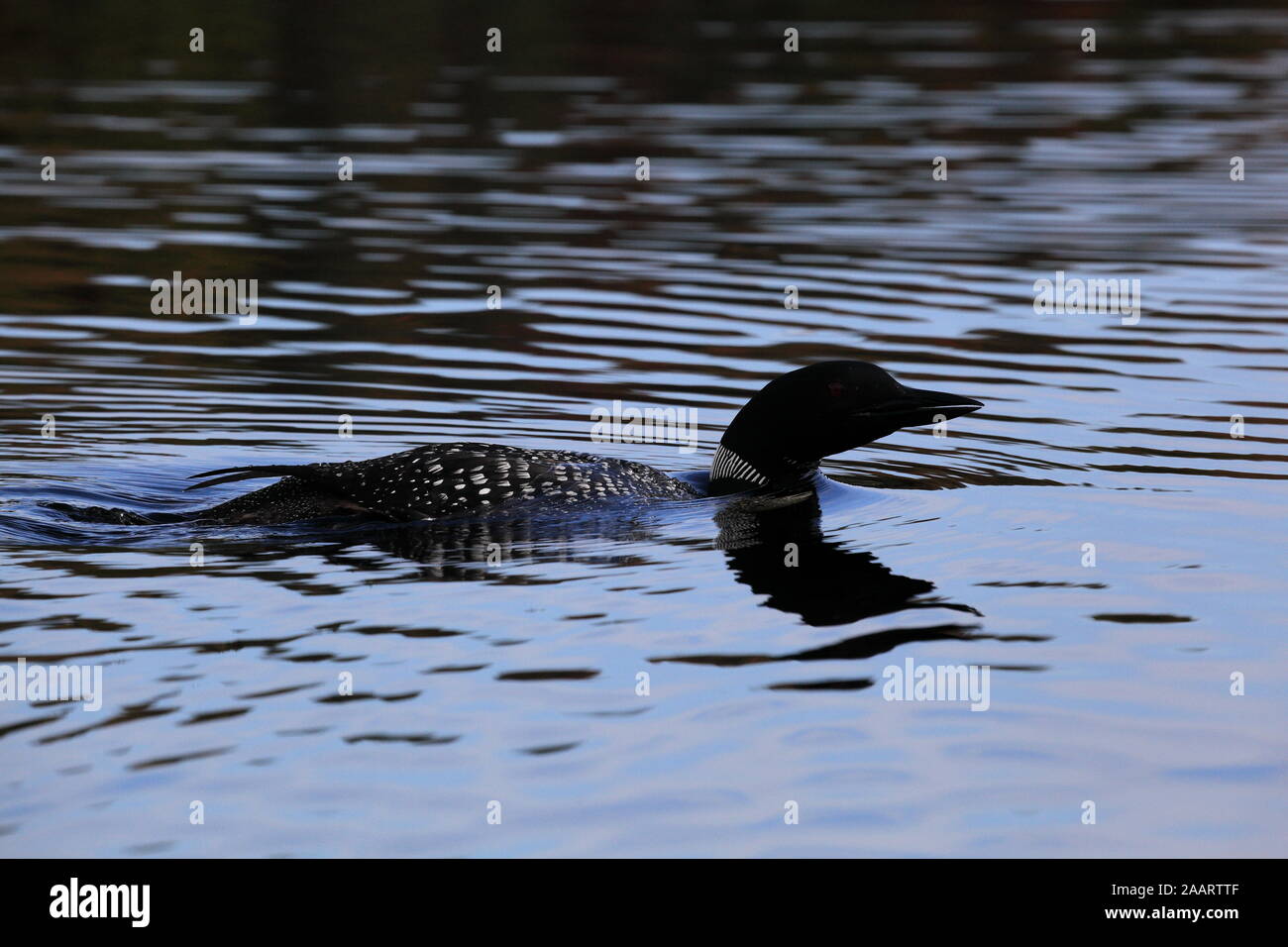 Common loon images hi-res stock photography and images - Alamy