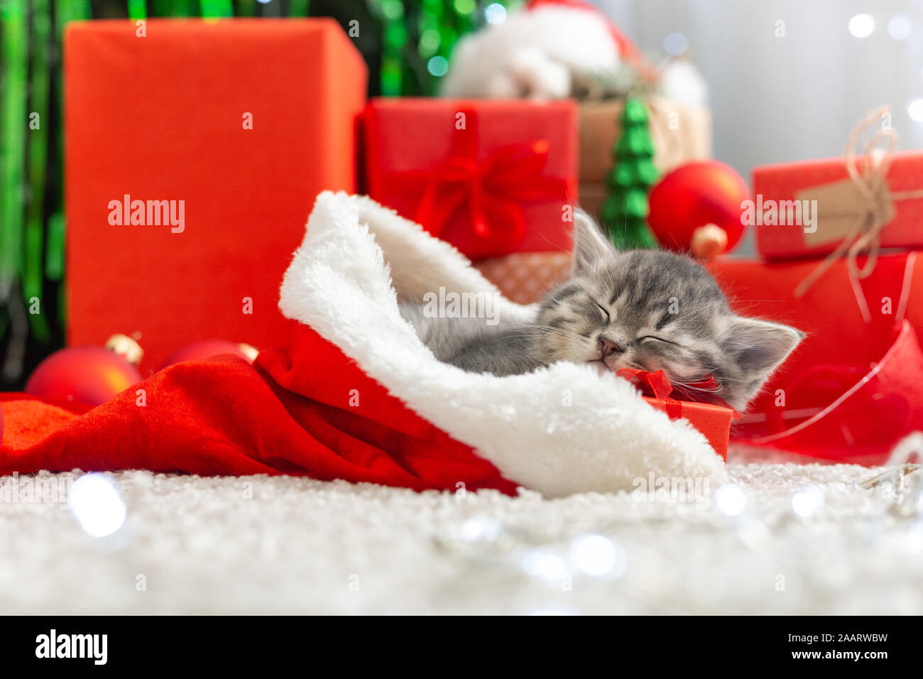 Sleeping Christmas Cat. Beautiful little tabby sleeping kitten, kitty ...