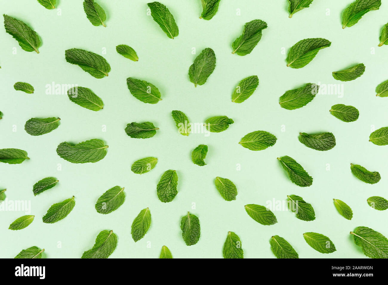 Mint leaves pattern on the trendy solid green backdrop, place for text ...