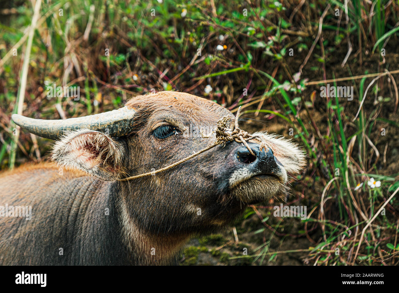 Close up of Water Buffalo, large horned animals as they graze on the ...