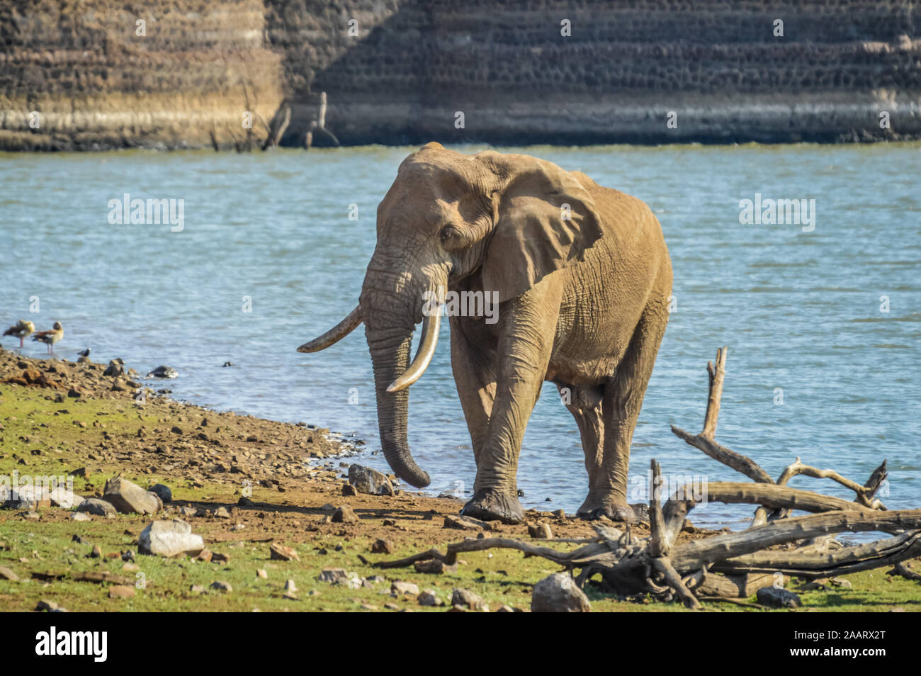 An isolated single lone African elephant in musth walking in a nature ...