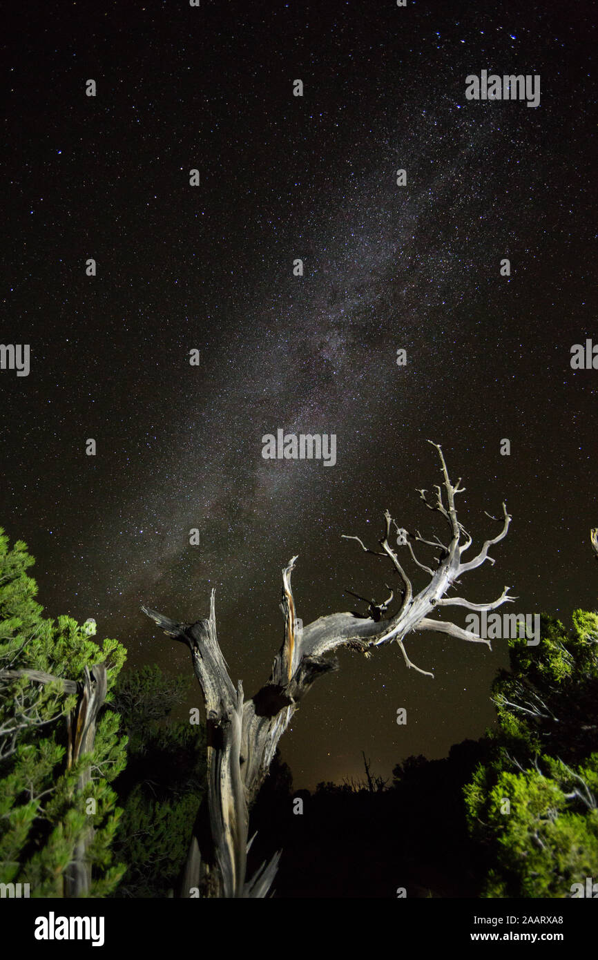 Dead juniper tree illuminated under dark night sky with visible Milky ...