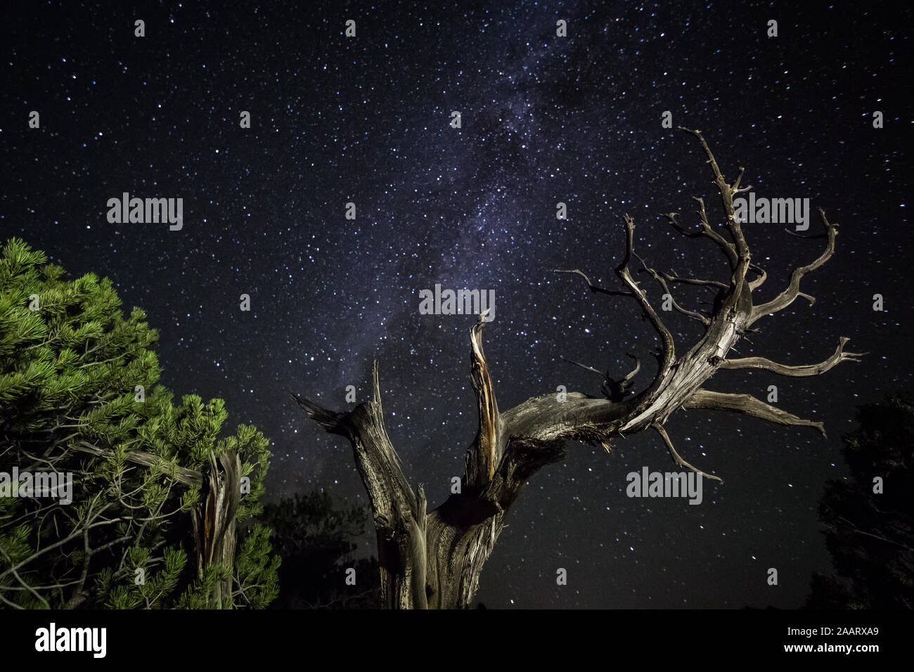 Juniper trees in the Utah desert lit at night with many stars and the ...