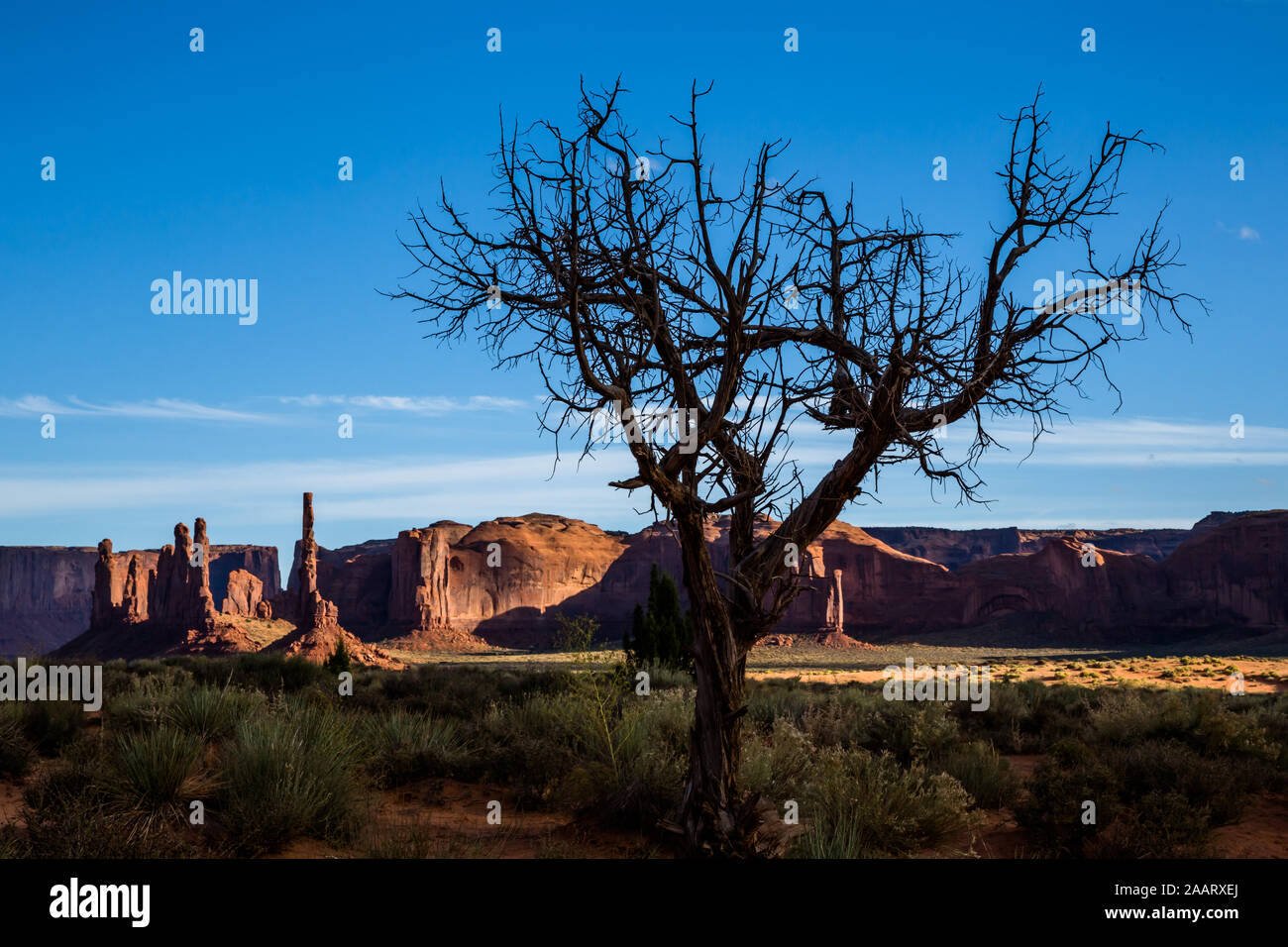 Juniper tree grand canyon hi-res stock photography and images - Alamy