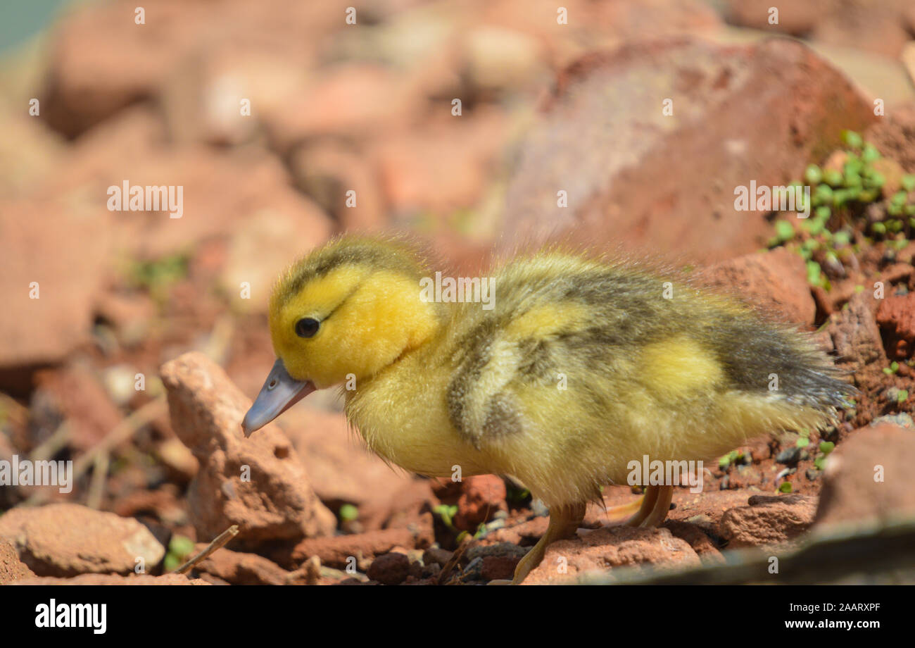 Cute fluffy Mallard gosling baby duckling in a water pond Stock Photo ...
