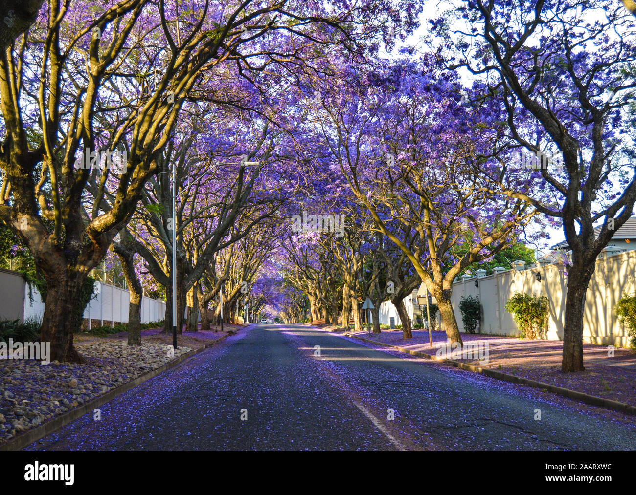 Purple blue Jacaranda - mimosifolia bloom in Johannesburg streets ...